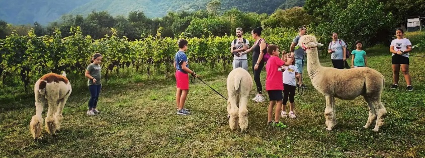 Passeggiata con Alpaca sensoriale in val Camonica, Losine | Its4kids